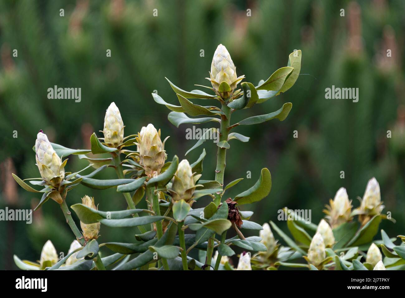 Rhododendron or Rosebay leaves and buds ready to open in spring garden ...