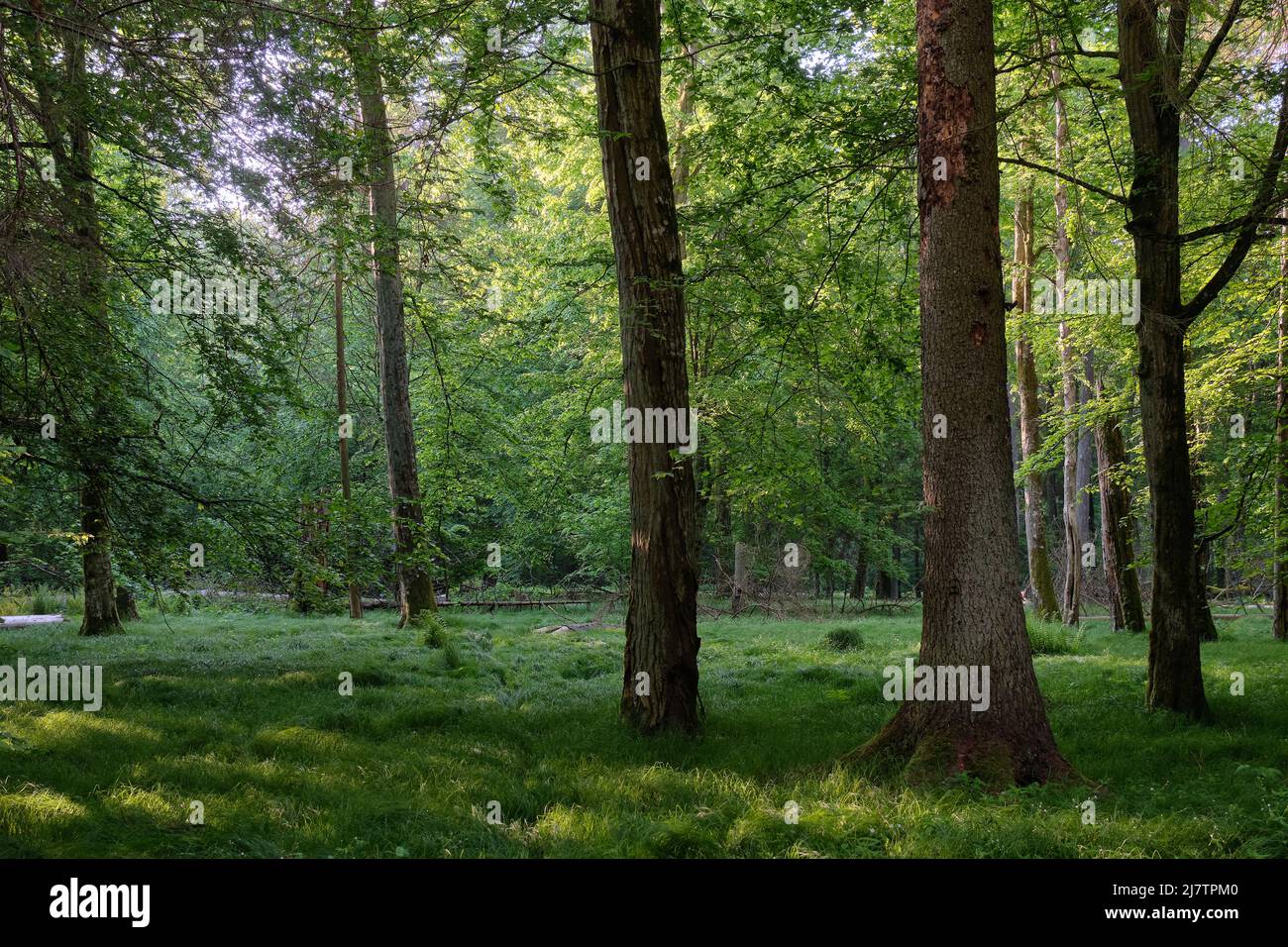 Light entering rich deciduous forest in morning with old oak tree in ...