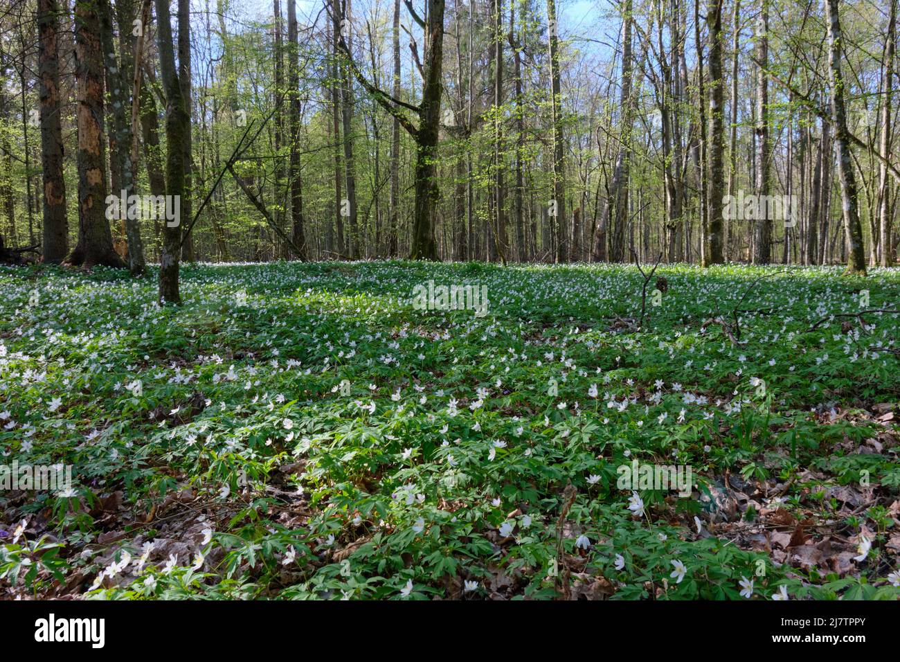 Early spring deciduous forest with flowering wood anemone, Bialowieza ...