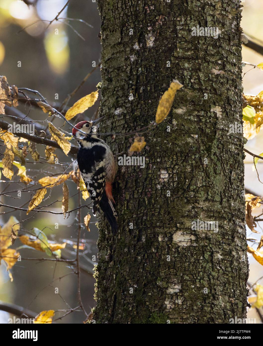 White backed woodpecker hi-res stock photography and images - Alamy