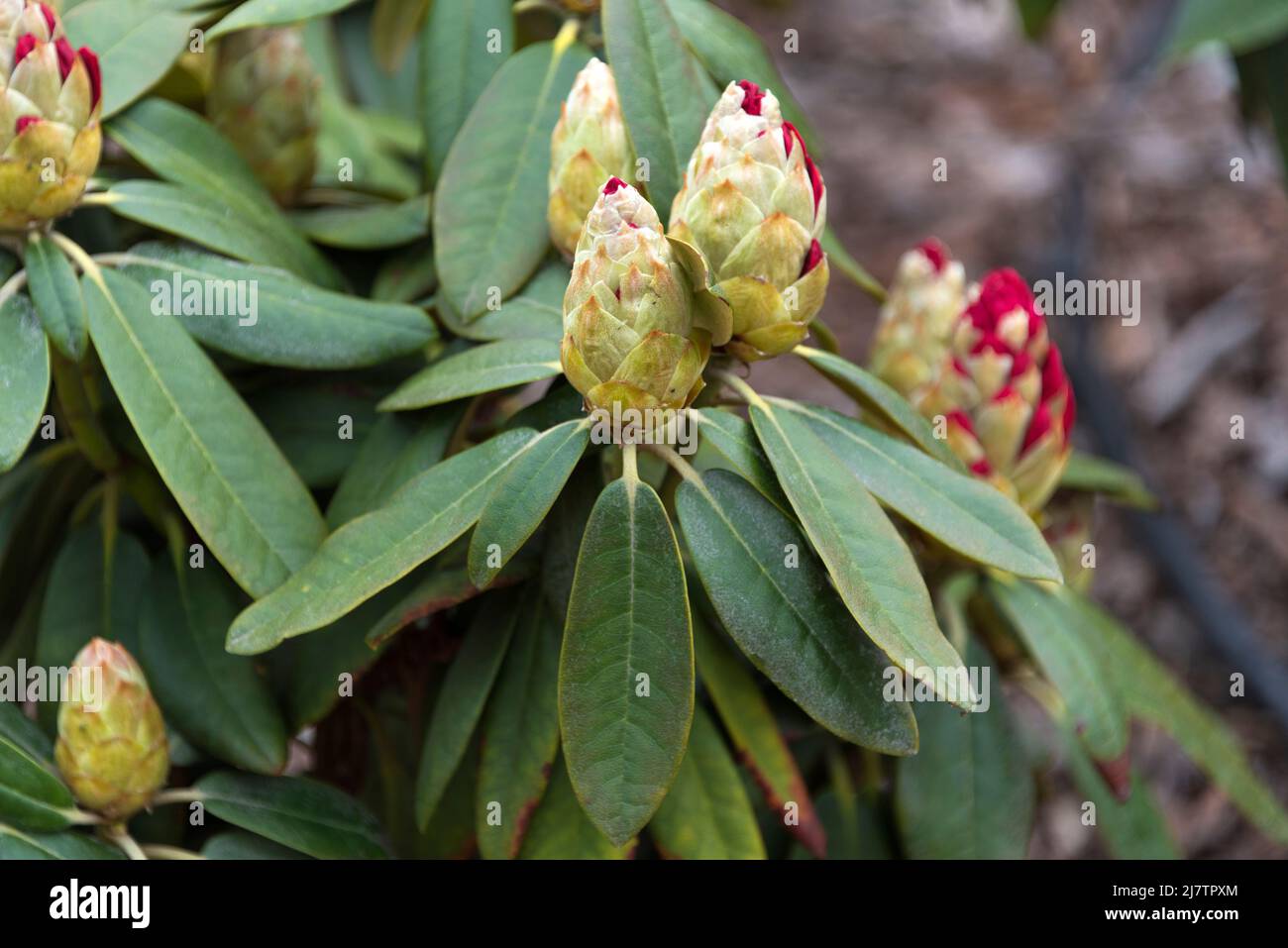 Rhododendron or Rosebay leaves and buds ready to open in spring garden ...