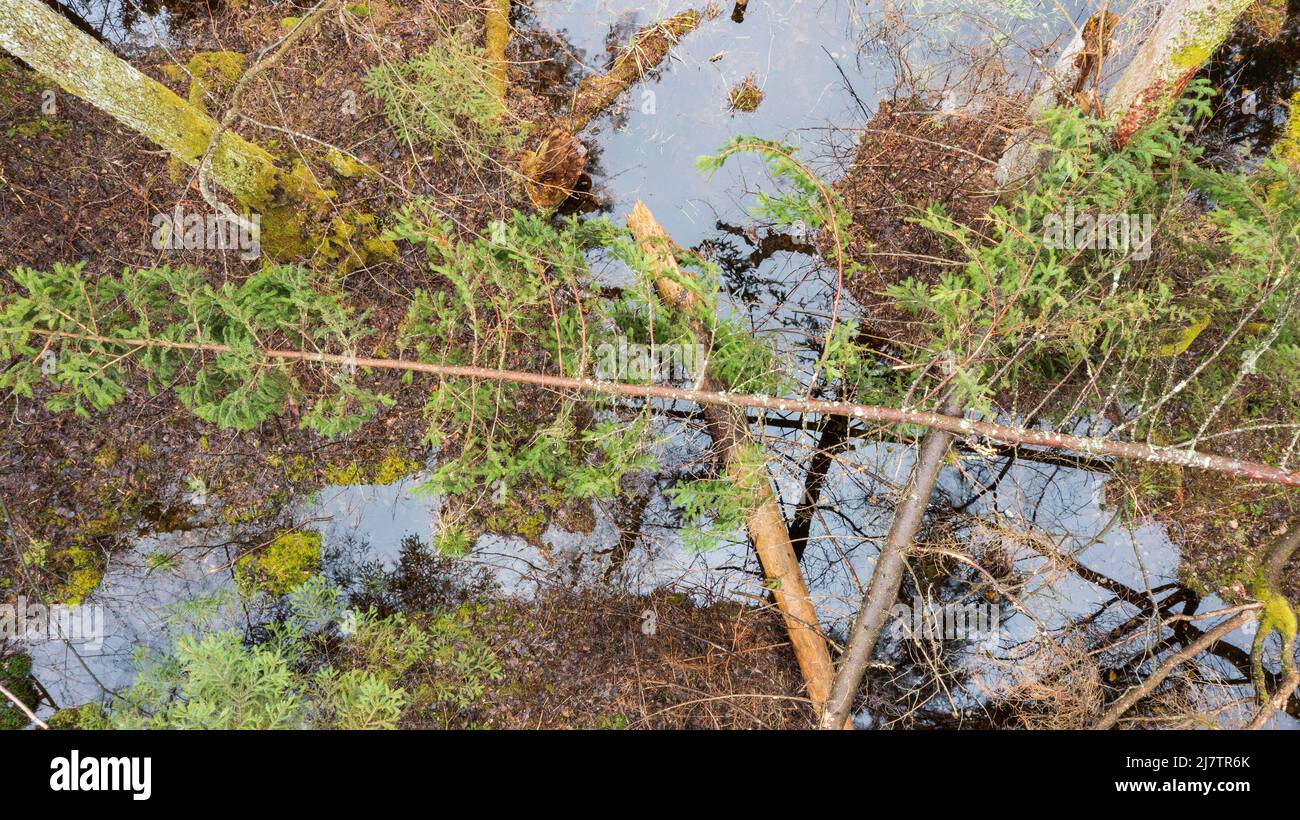 Swapy forest stand top view with broken spruce tree lying over water ...