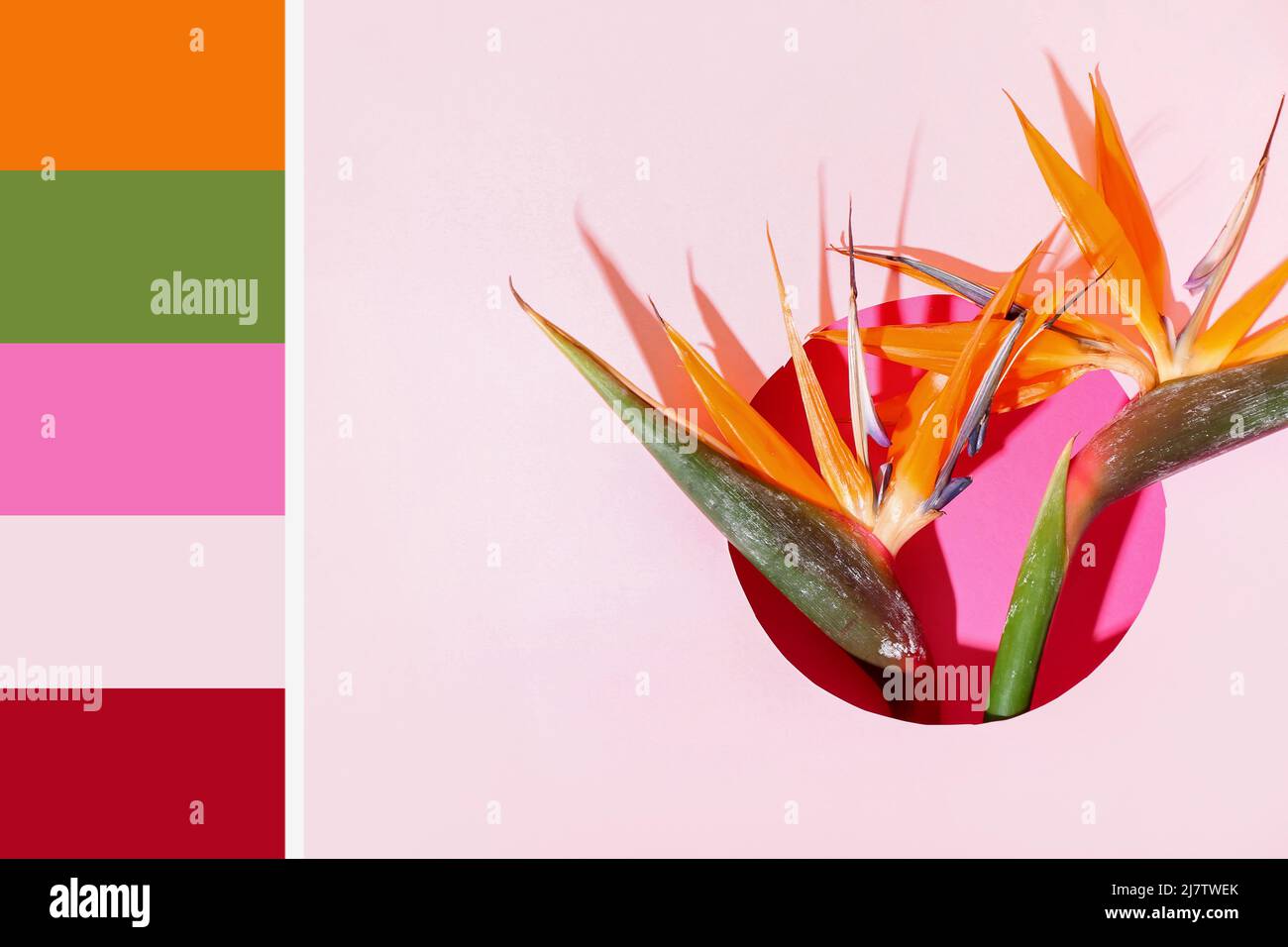 Beautiful strelitzia flowers on light pink background. Different color ...