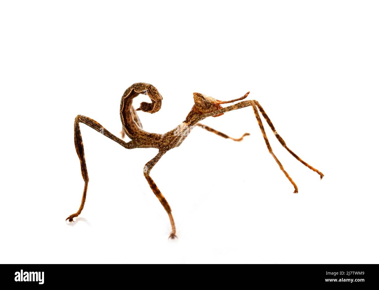 stick insect in front of white background Stock Photo - Alamy