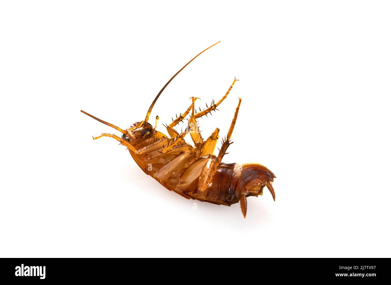 dead cockroach in front of white background Stock Photo - Alamy