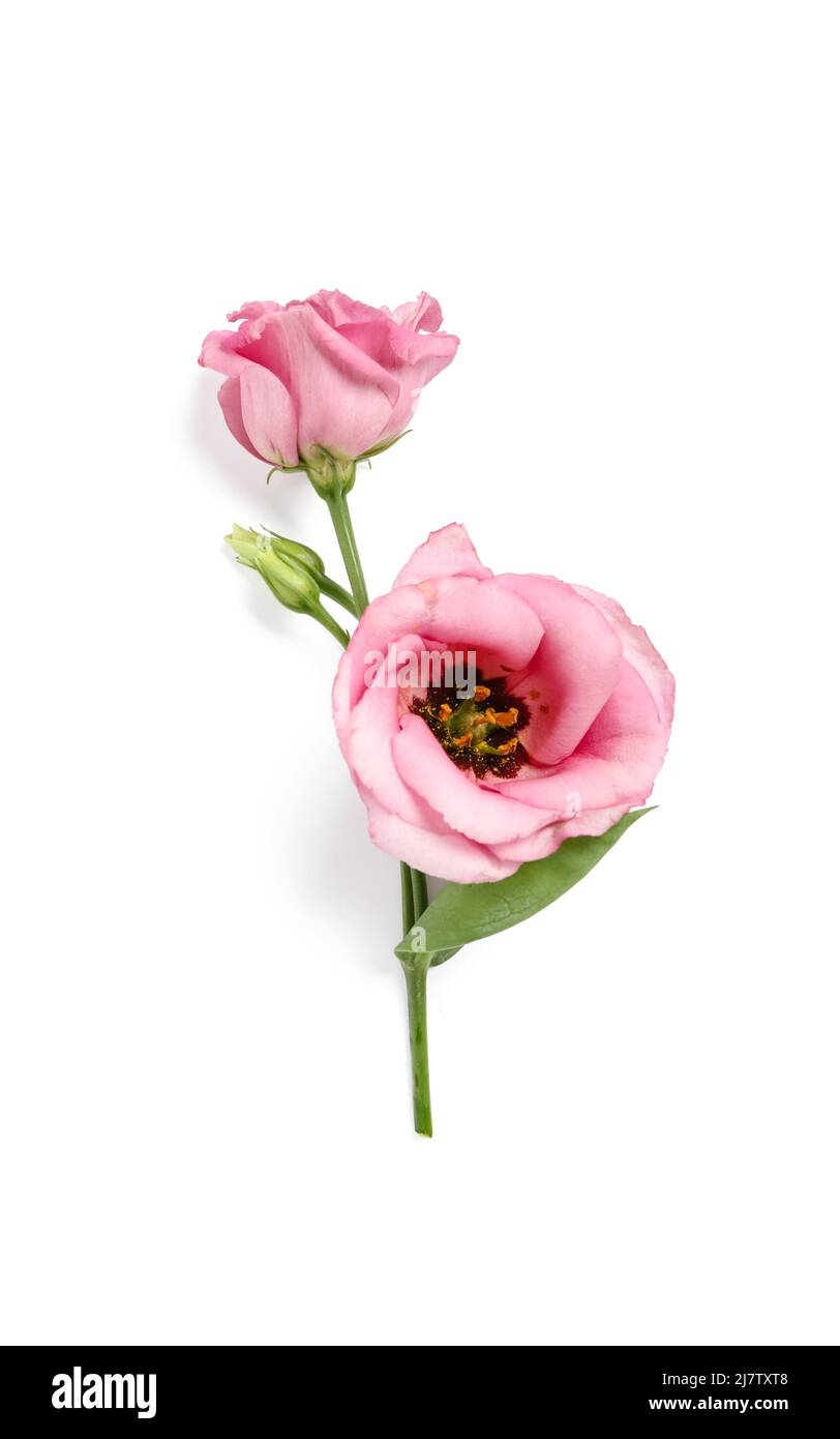 Branch of beautiful pink eustoma flowers on white background Stock ...