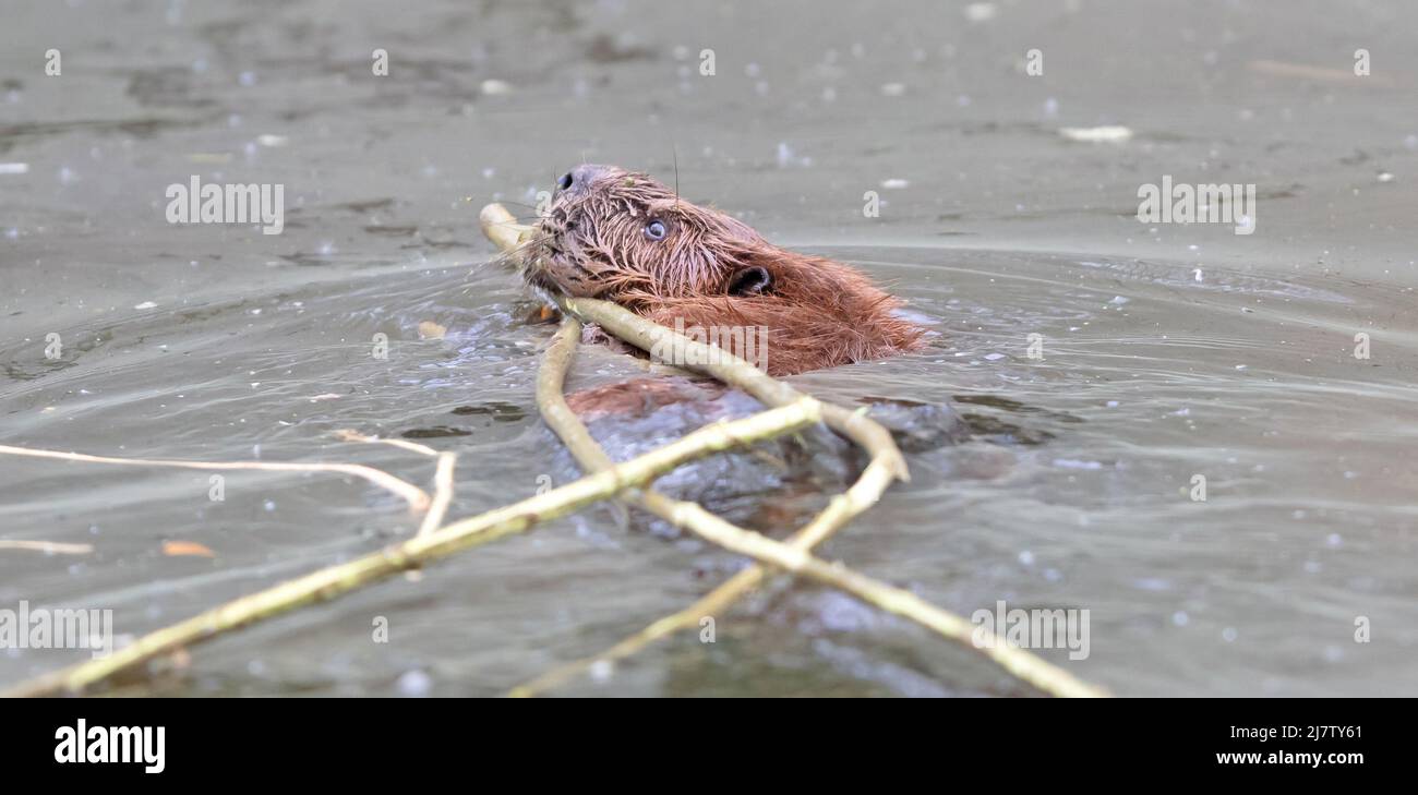 Eurasian beaver castor dragging wood in the water Stock Photo - Alamy