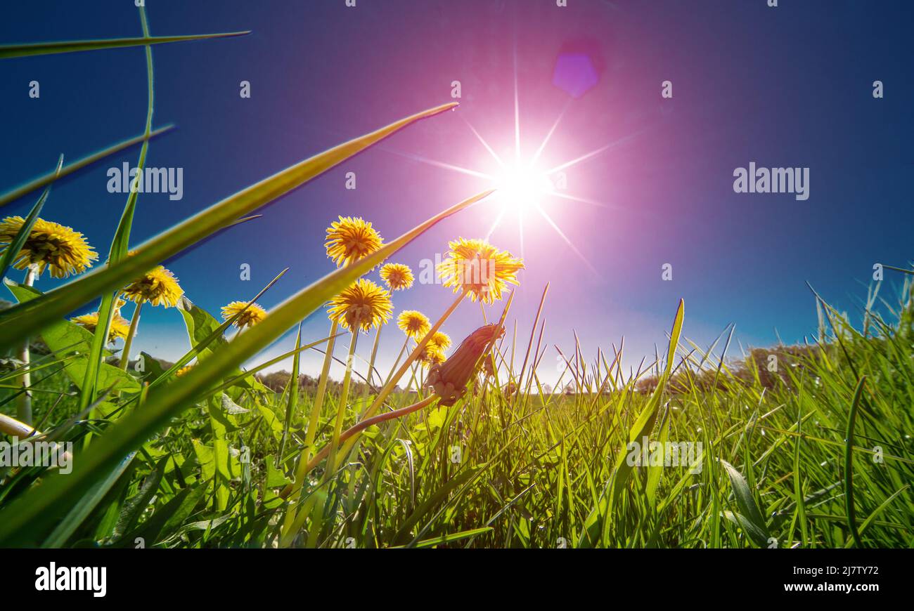 ant point of view view of green grass and blue sky with sun Stock Photo ...