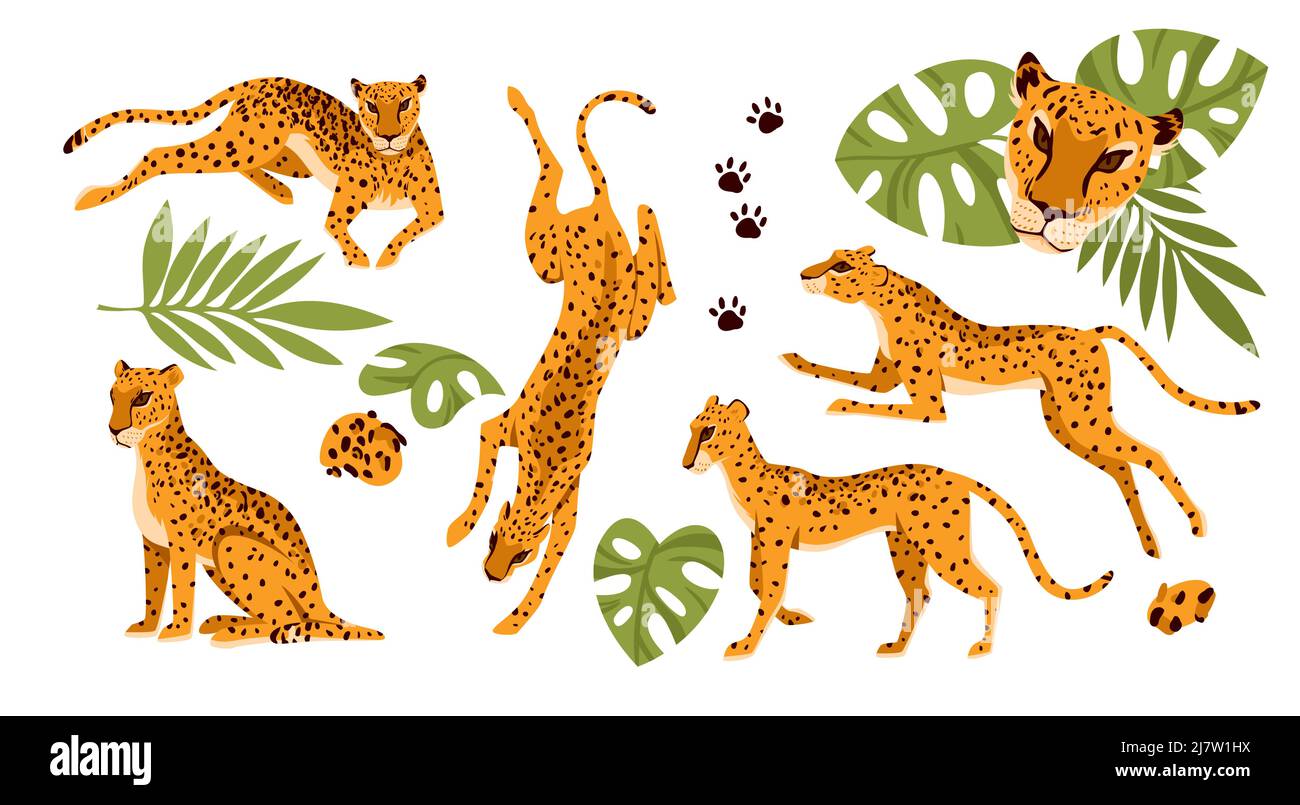 Leopard palm Cut Out Stock Images & Pictures - Alamy
