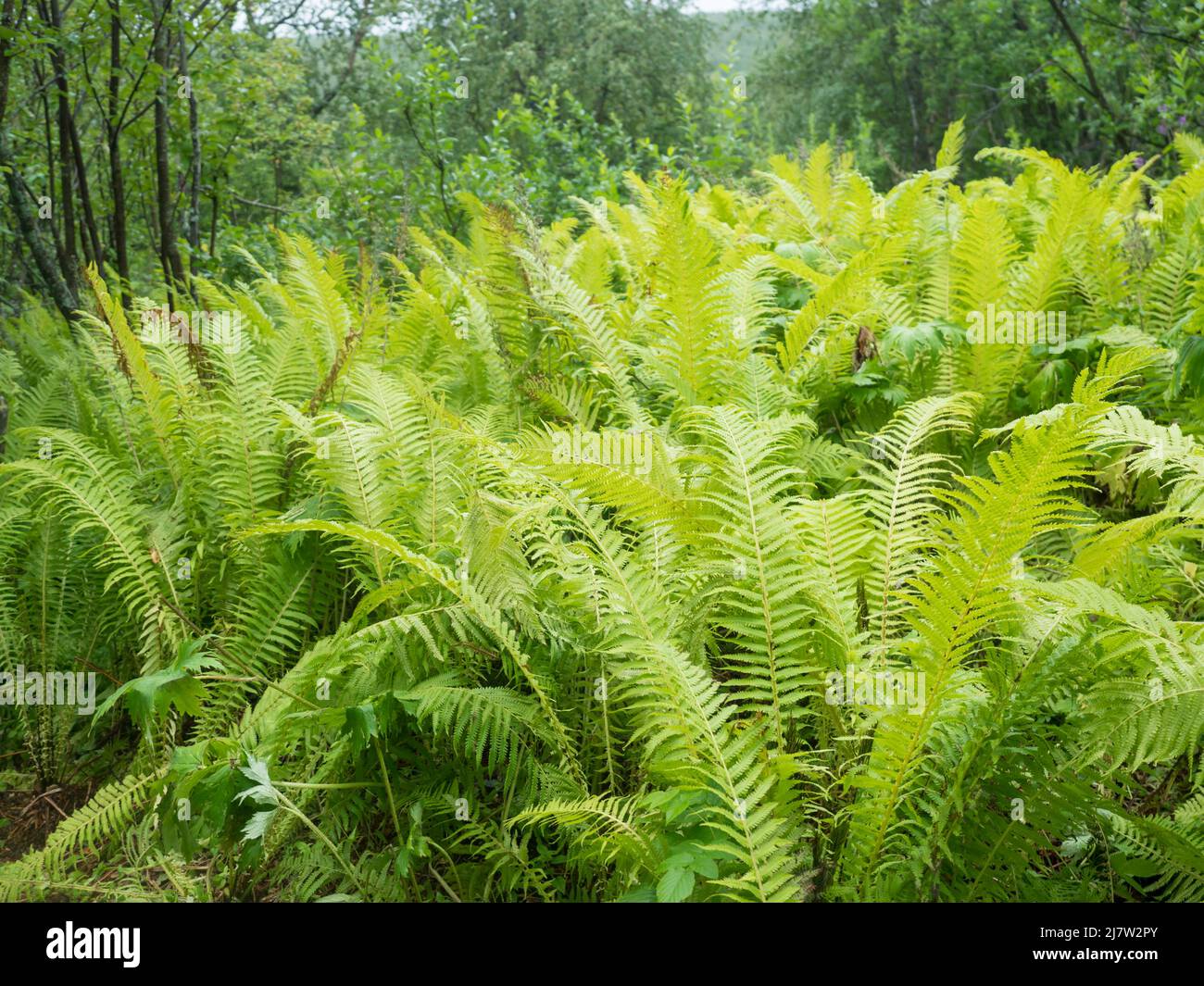 Ferns leaves lush green foliage. Close up of beautiful growing male ...