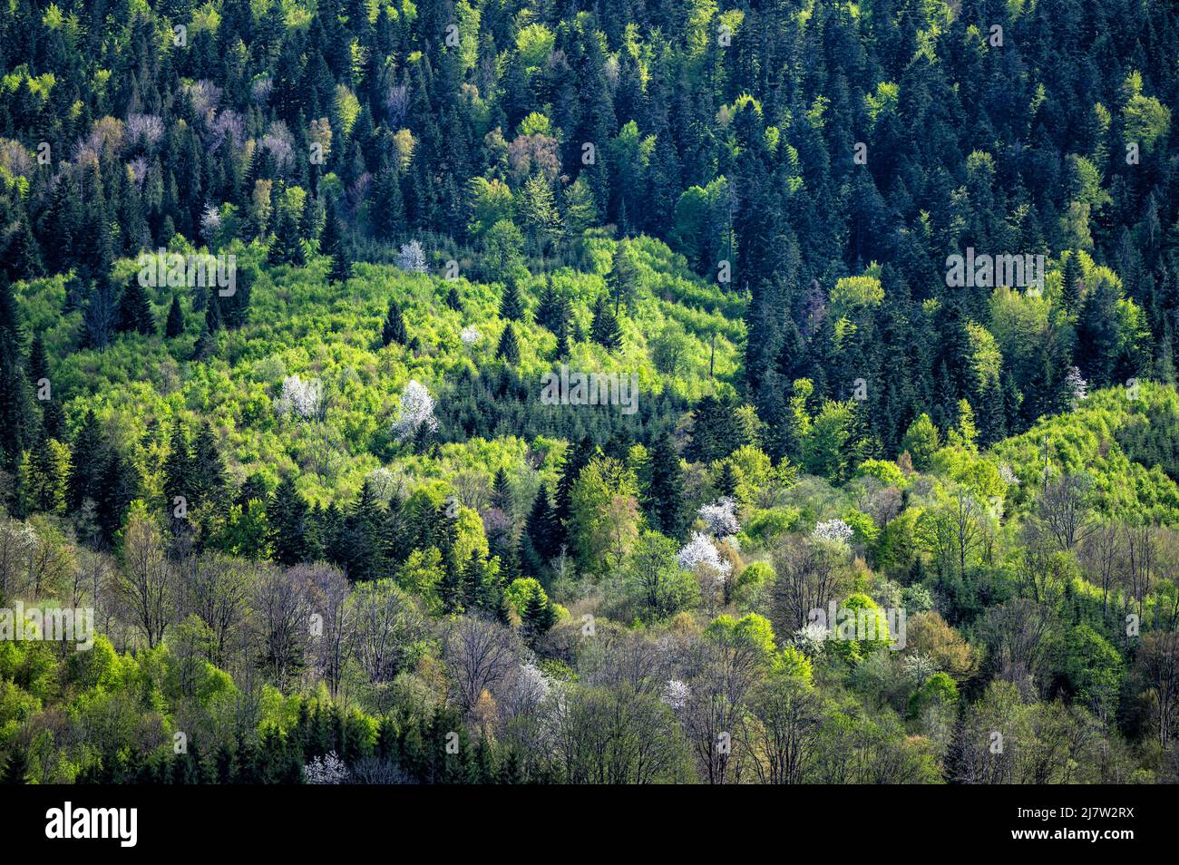 Nature bursts of spring colors. The village of Krywe, Bieszczady ...