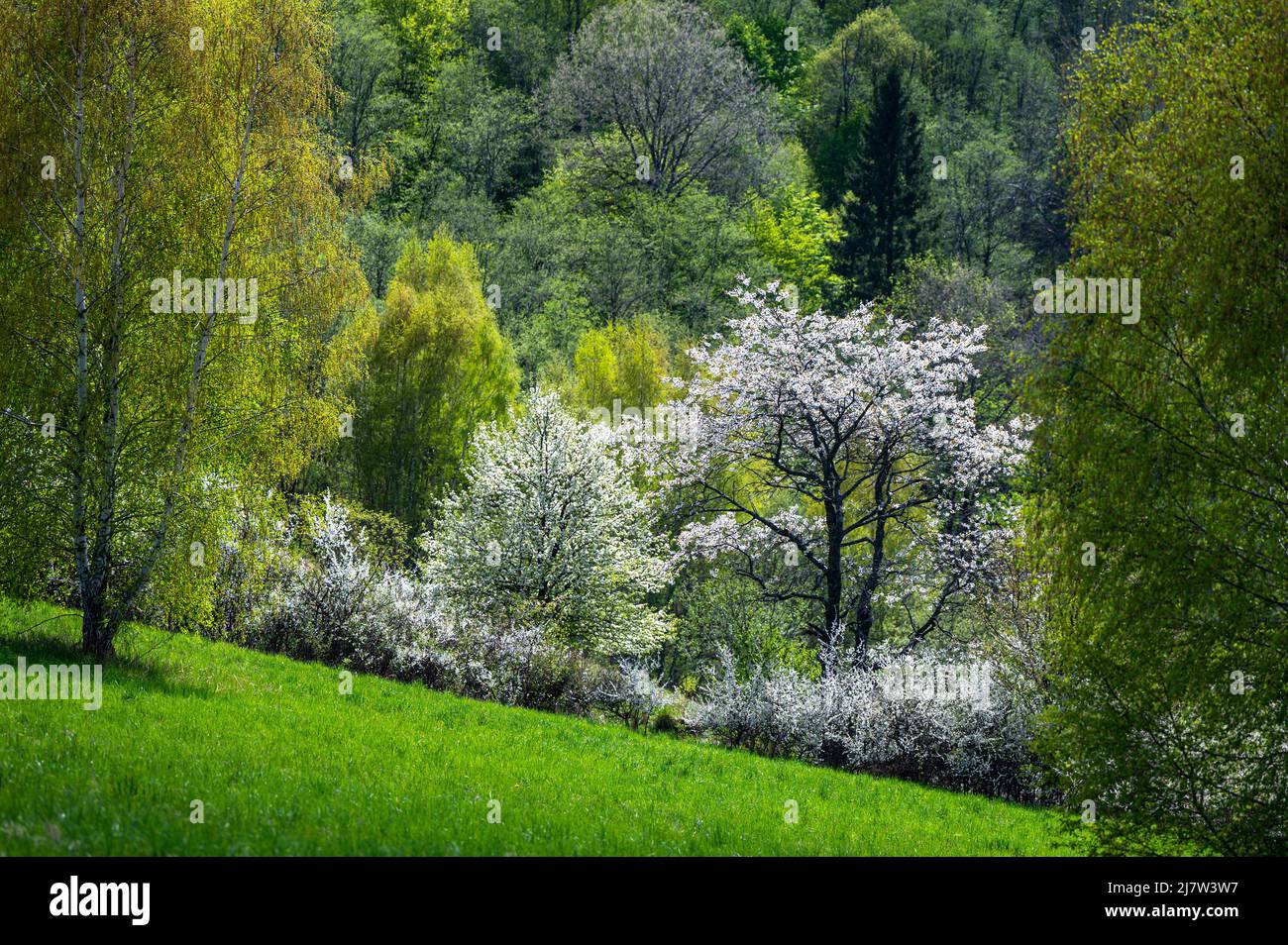 Nature bursts of spring colors. The village of Krywe, Bieszczady ...