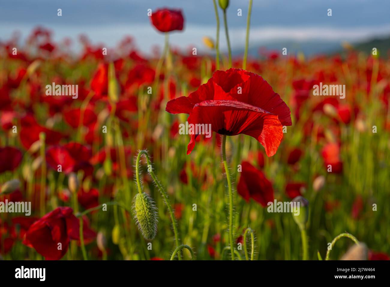 Flowers poppies blossom on wild field. Anzac Day with red poppy flower ...