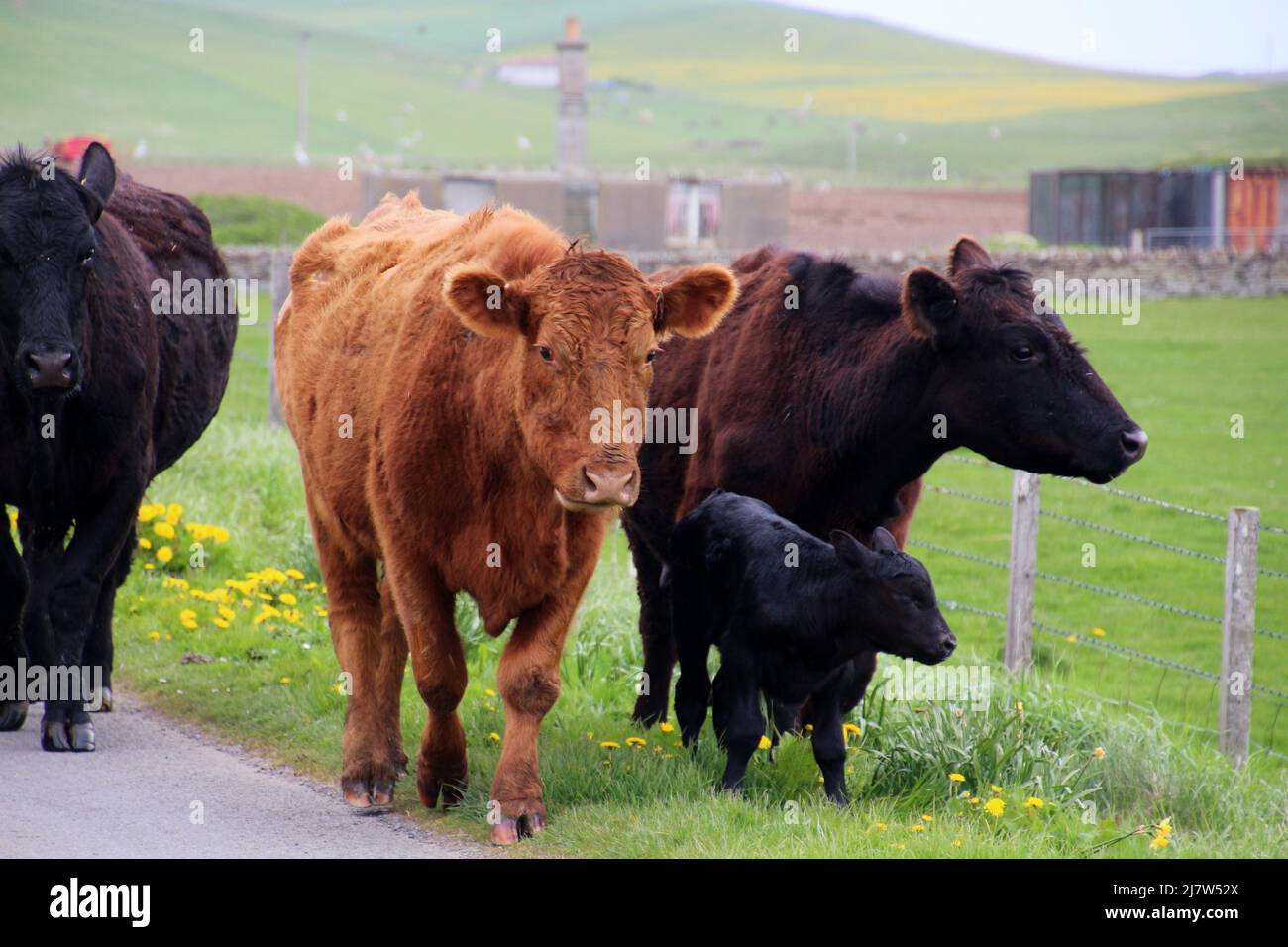 Cows orkney dairy hi-res stock photography and images - Alamy