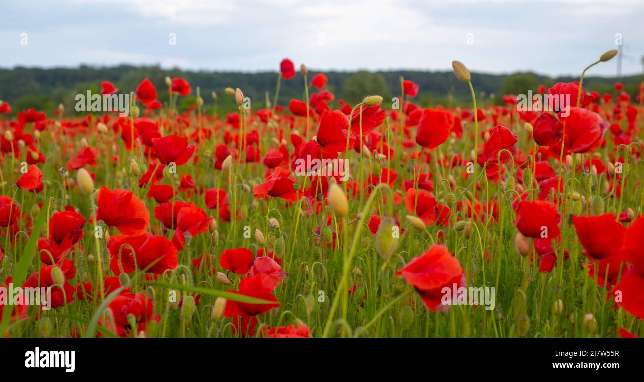 Flowers Red poppies blossom on wild field. Anzac Dat. Remembrance day ...