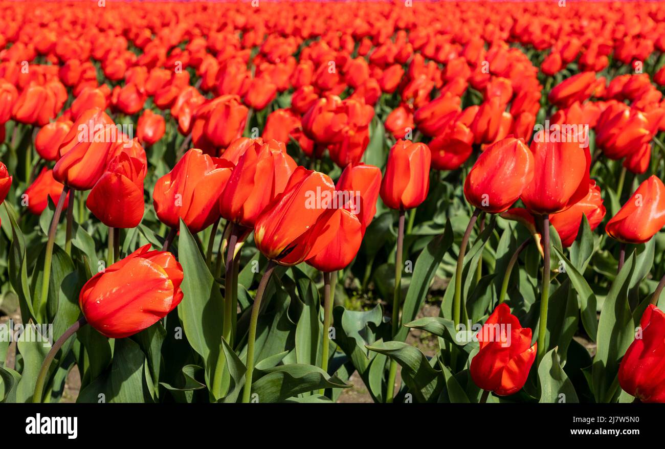 vibrant tulips in variety of colors in Skagit Valley in Washington ...