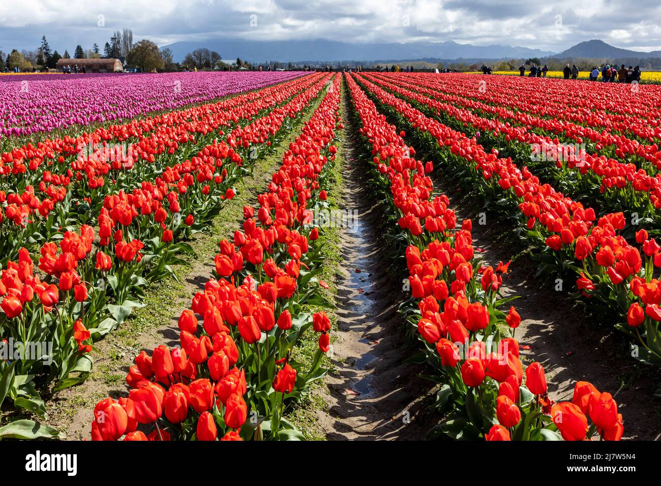 vibrant tulips in variety of colors in Skagit Valley in Washington ...