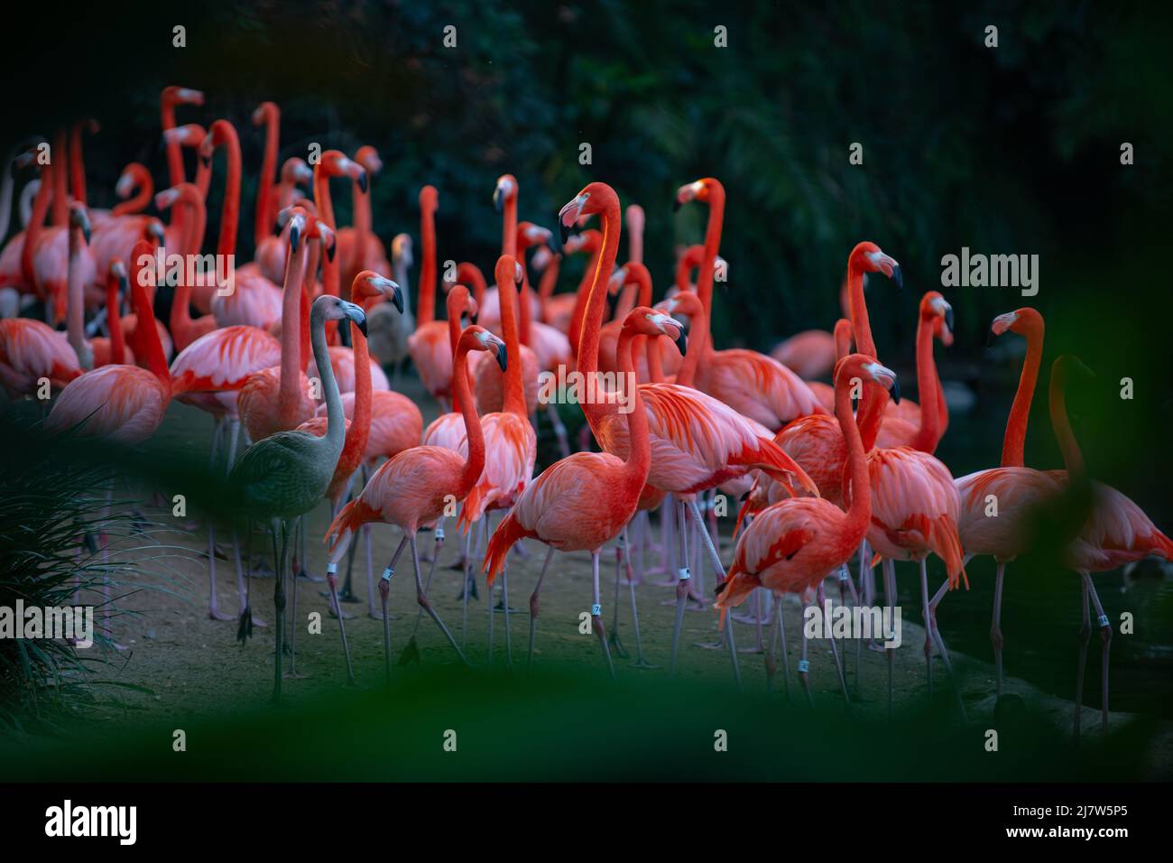 A flock of pink flamingos. Pink flamingo beauty birds. Caribbean ...