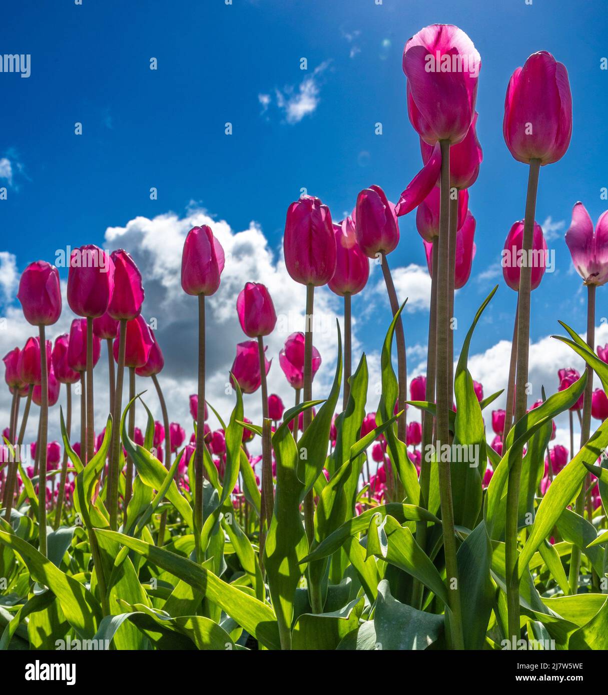 vibrant tulips in variety of colors in Skagit Valley in Washington ...