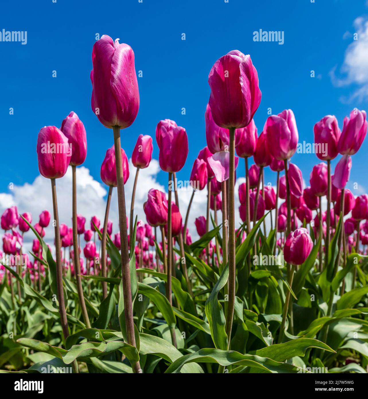 vibrant tulips in variety of colors in Skagit Valley in Washington ...
