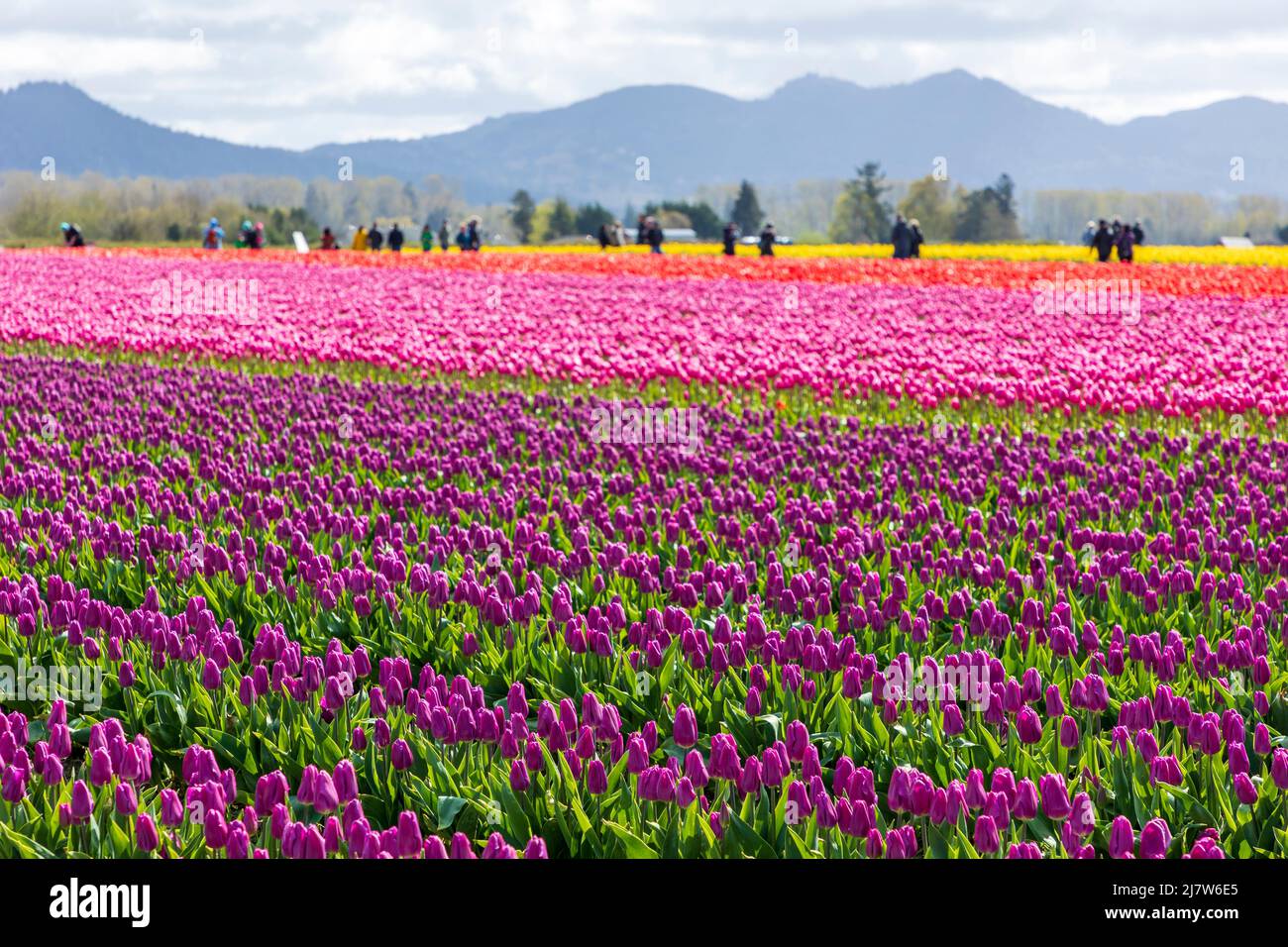 vibrant tulips in variety of colors in Skagit Valley in Washington ...