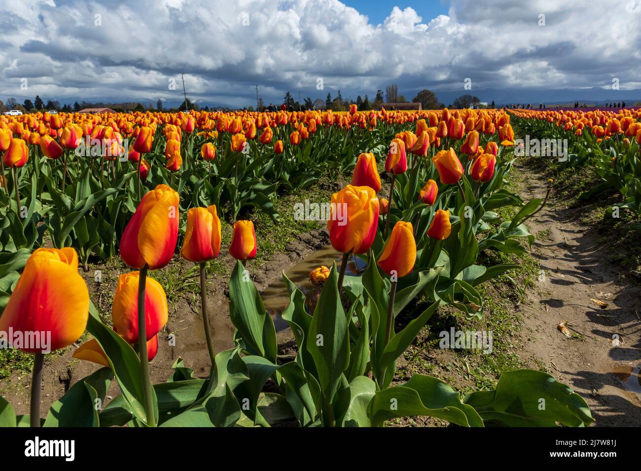 vibrant tulips in variety of colors in Skagit Valley in Washington ...