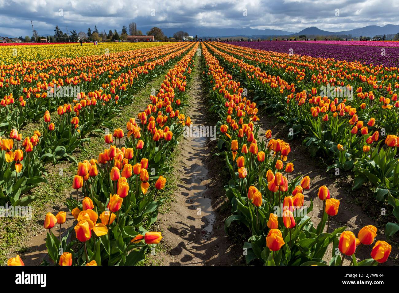 vibrant tulips in variety of colors in Skagit Valley in Washington ...