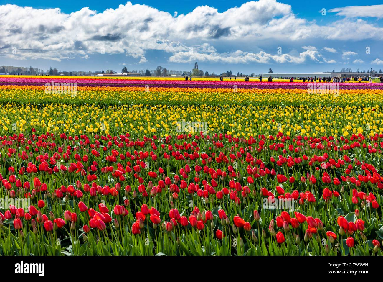 vibrant tulips in variety of colors in Skagit Valley in Washington ...