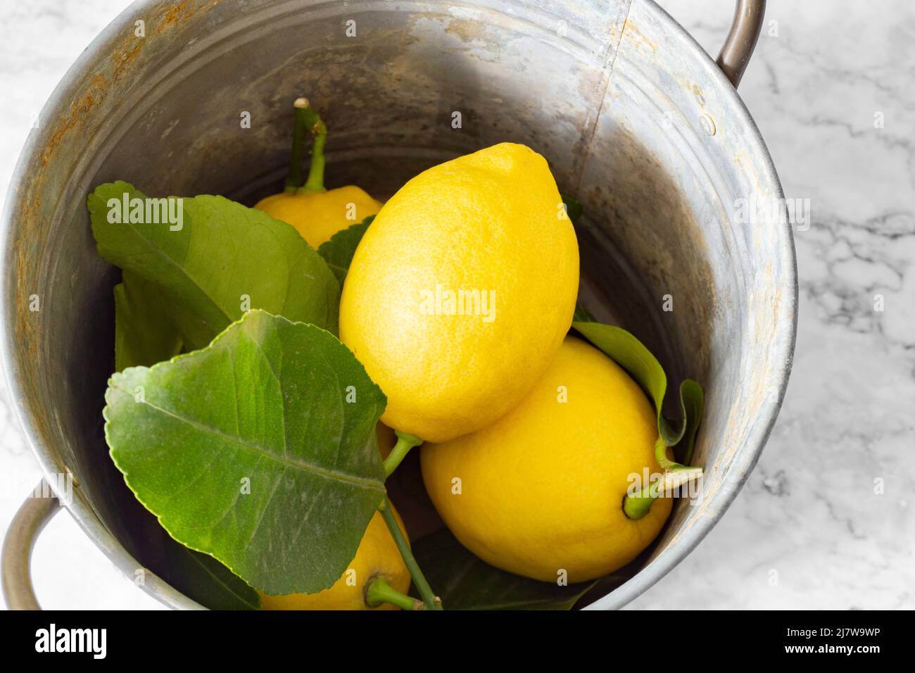 Freshly picked lemons with leaves in a metal bucket. On a white marble ...