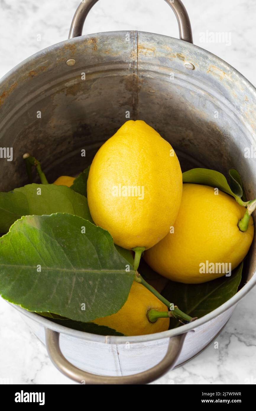 Freshly picked lemons with leaves in a metal bucket. On a white marble ...