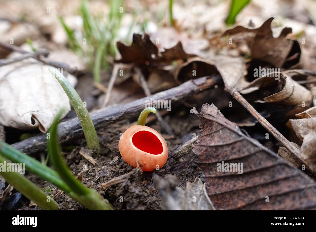 bright red scarlet cup mushroom in the spring and forest Stock Photo ...