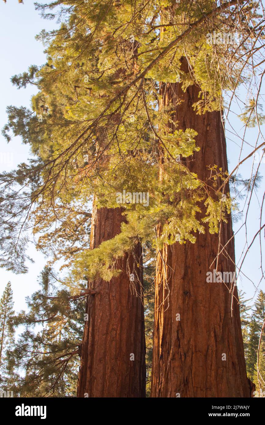 Autumnal natural landscape from Yosemite National Park, California ...