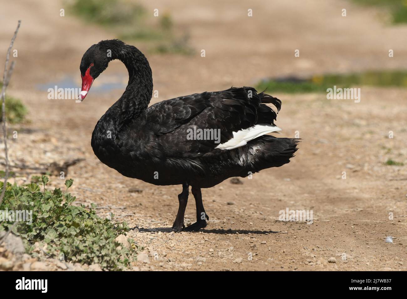 black swan walks Stock Photo - Alamy