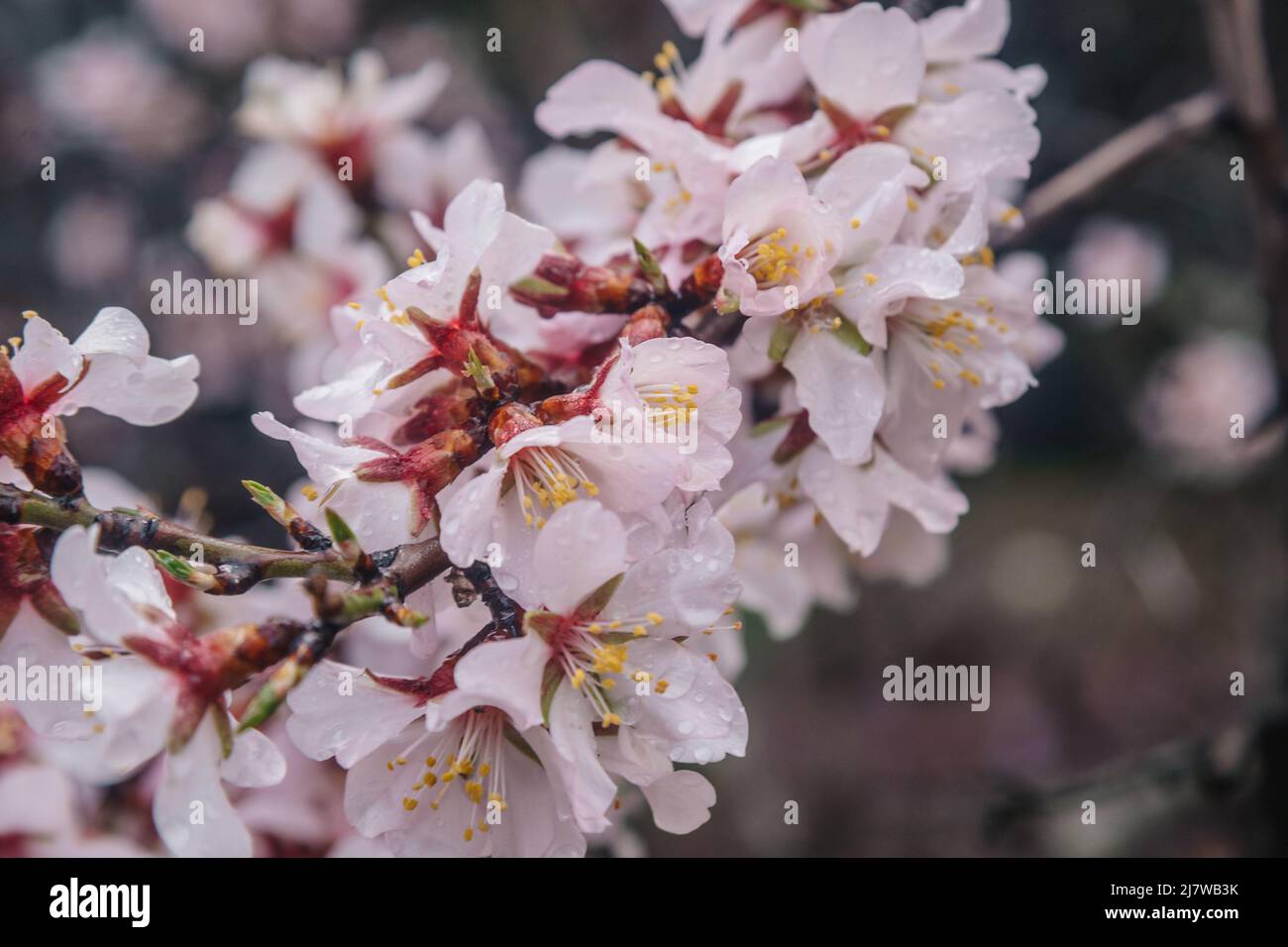 Flowering almond trees in spring. Beautiful almond flower blossom with ...