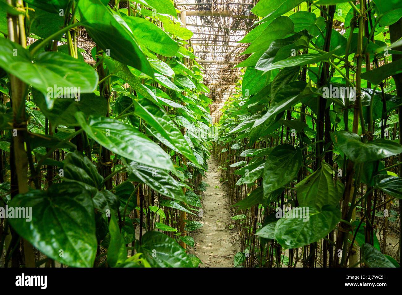 Betel Leaf Cultivation Stock Photo - Alamy