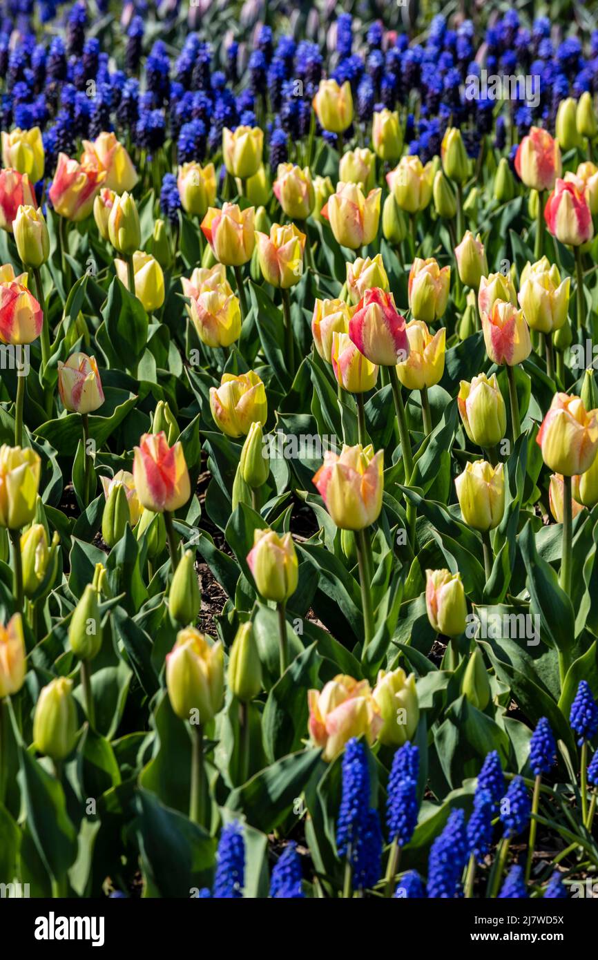 vibrant tulips in variety of colors in Skagit Valley in Washington ...