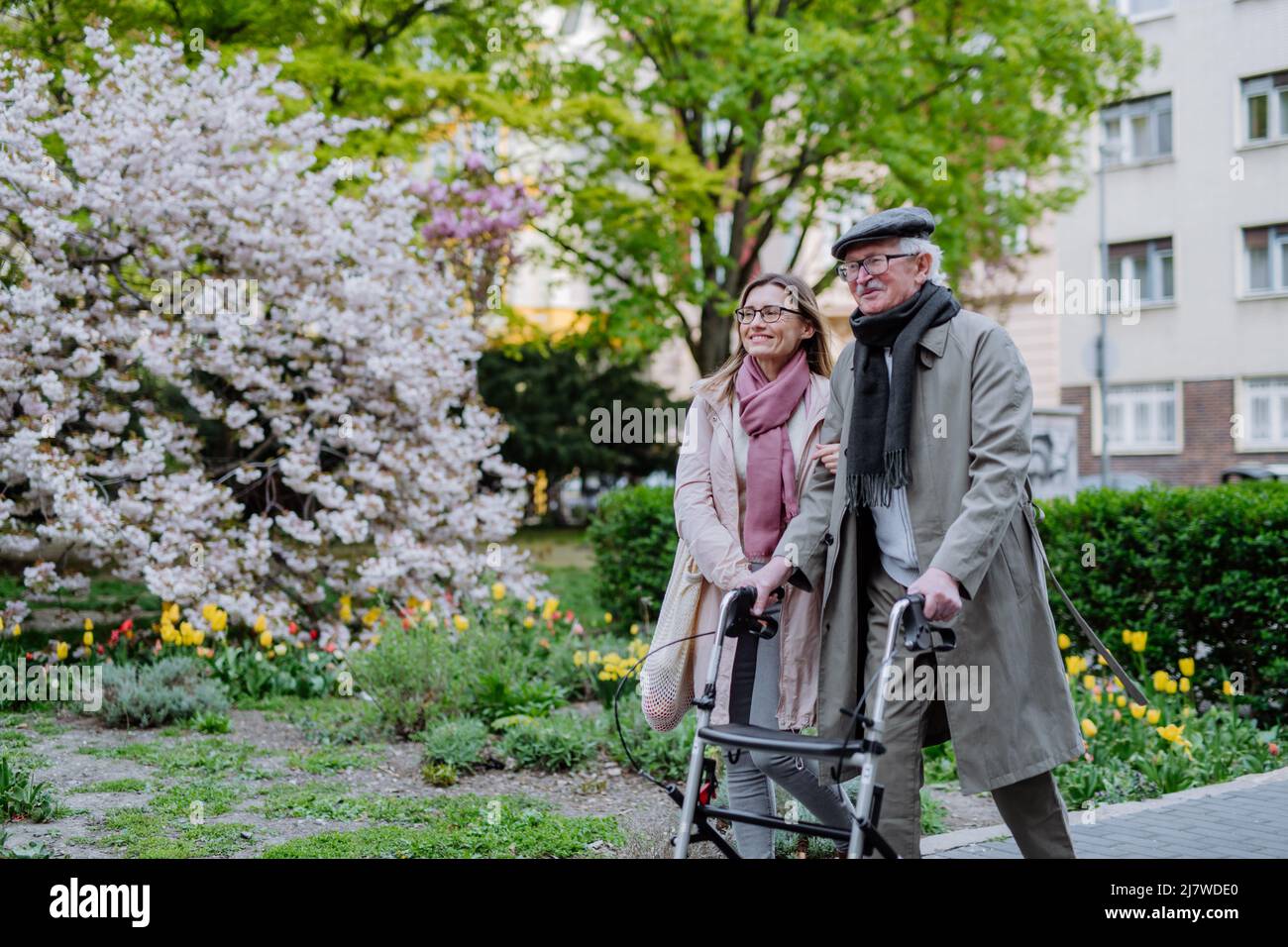 Senior man with walking frame and adult daughter outdoors on a walk in ...
