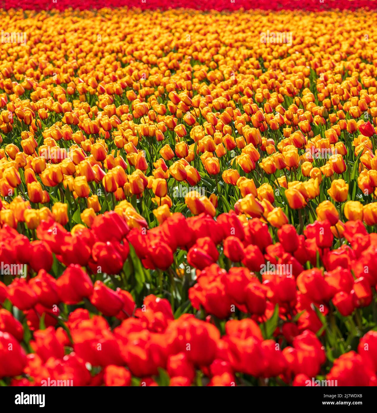 vibrant tulips in variety of colors in Skagit Valley in Washington ...