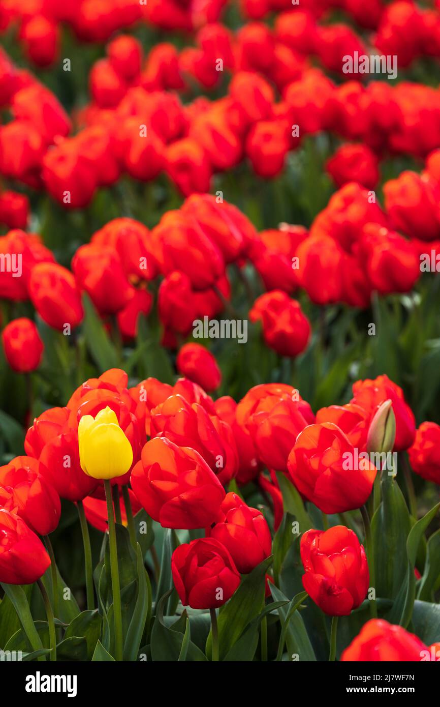 vibrant tulips in variety of colors in Skagit Valley in Washington ...