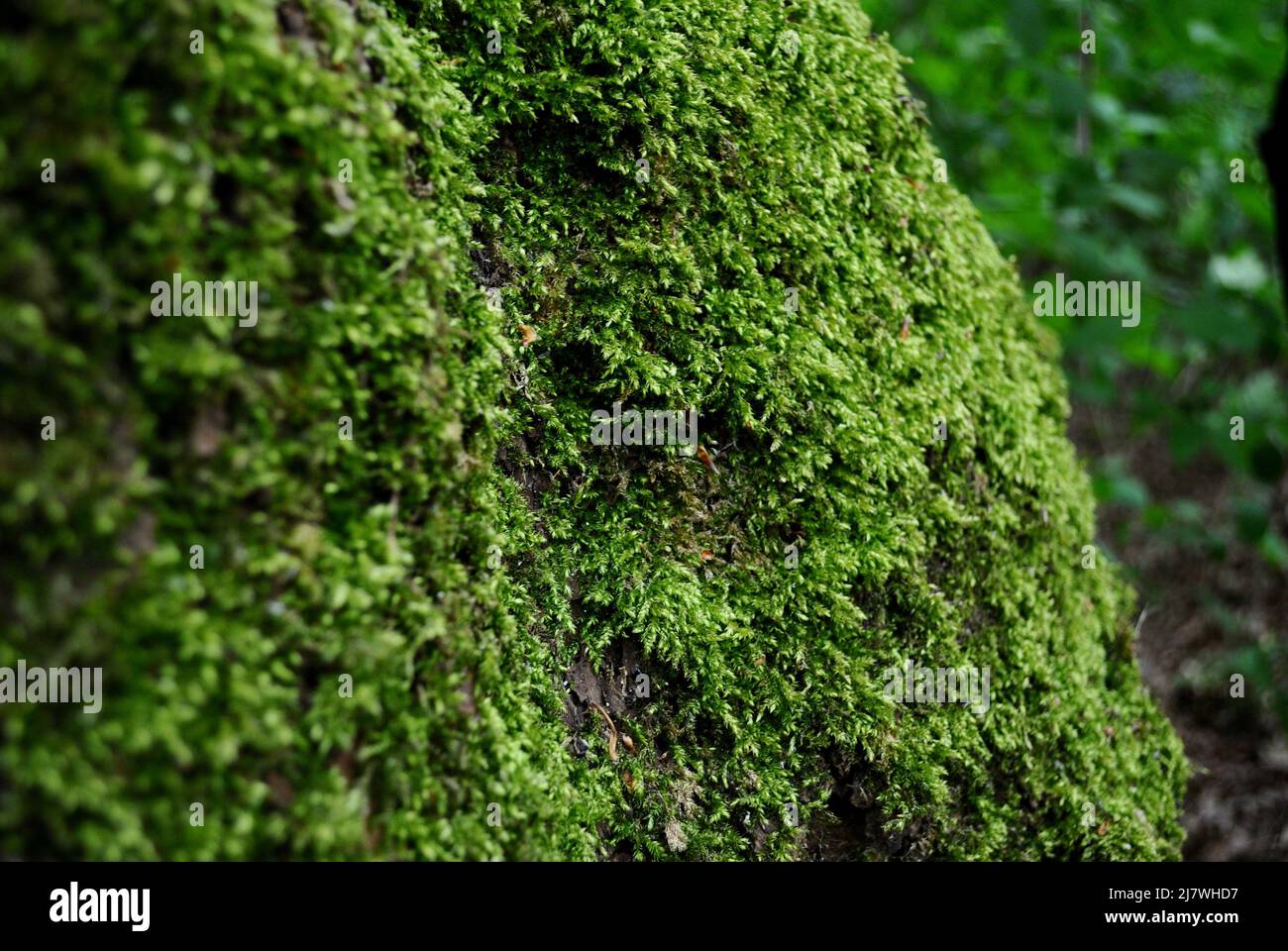 Nikon coolpix d950 hi-res stock photography and images - Alamy