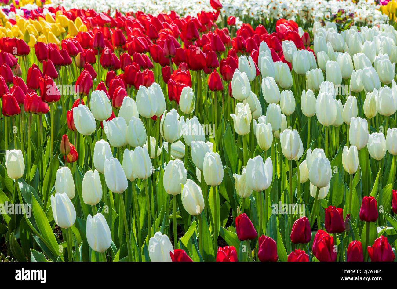 vibrant tulips in variety of colors in Skagit Valley in Washington ...