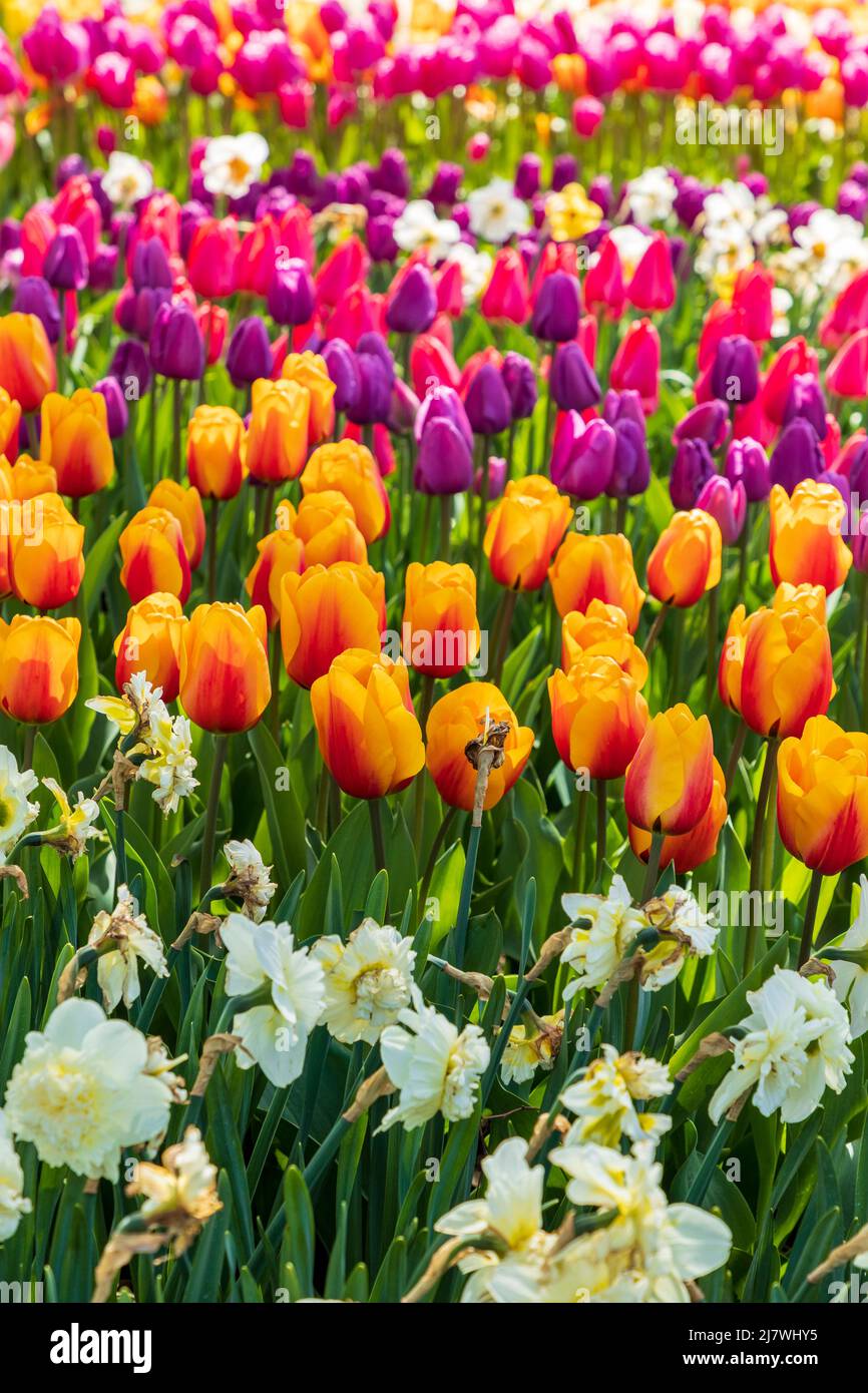 vibrant tulips in variety of colors in Skagit Valley in Washington ...