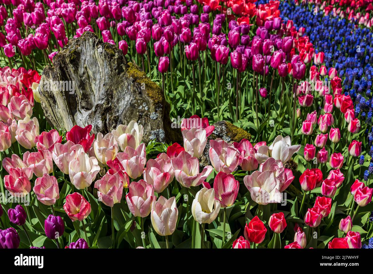 vibrant tulips in variety of colors in Skagit Valley in Washington ...