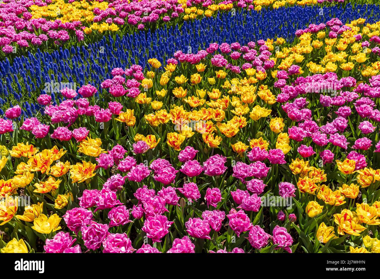 vibrant tulips in variety of colors in Skagit Valley in Washington State during the spring ...