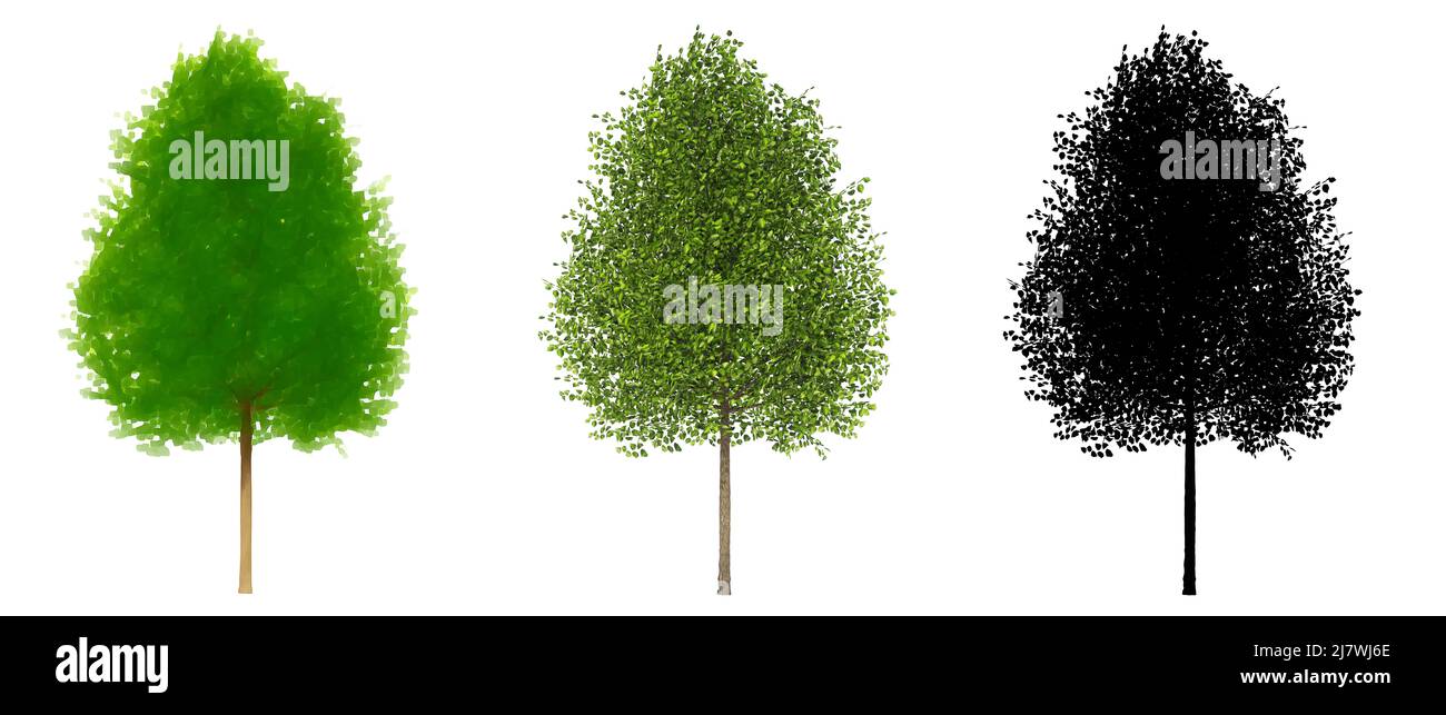 Set or collection of Black Poplar trees, painted, natural and as a ...