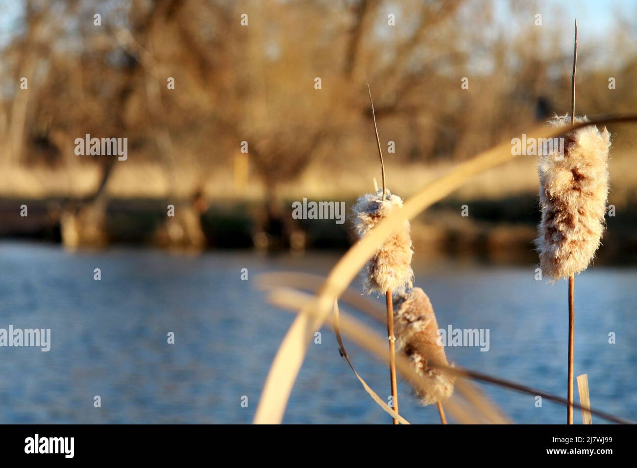 cattails on the edge of the lake Stock Photo - Alamy