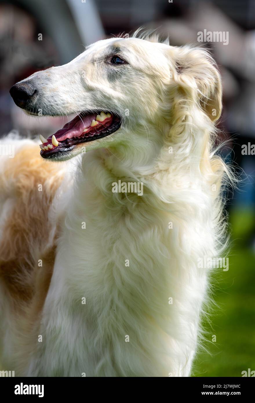 White Russian Wolfhound Dog, Borzoi, Russian Hunting dog at the dog ...