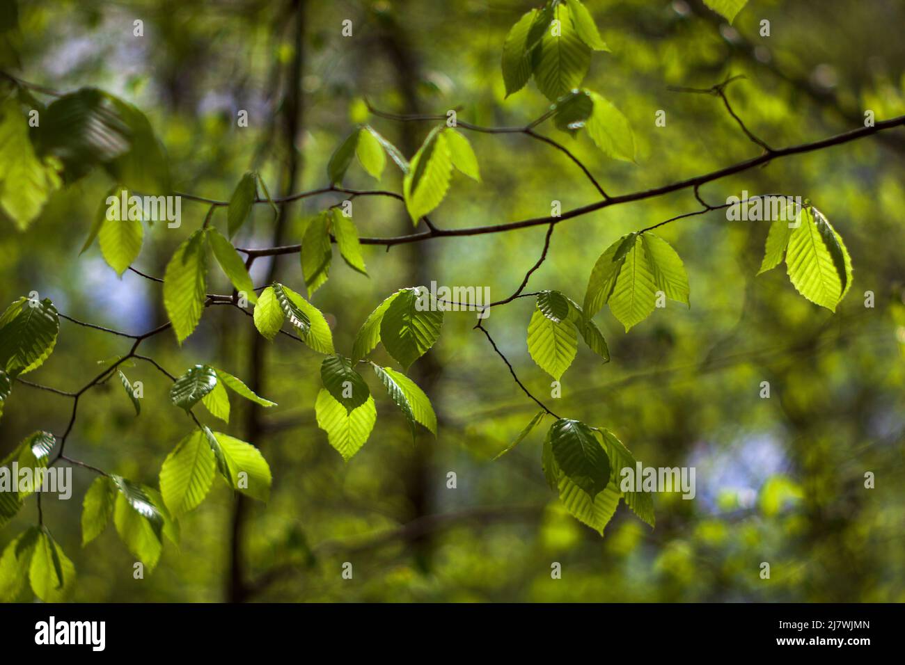 Bright Green leaves hanging from a tree Stock Photo - Alamy