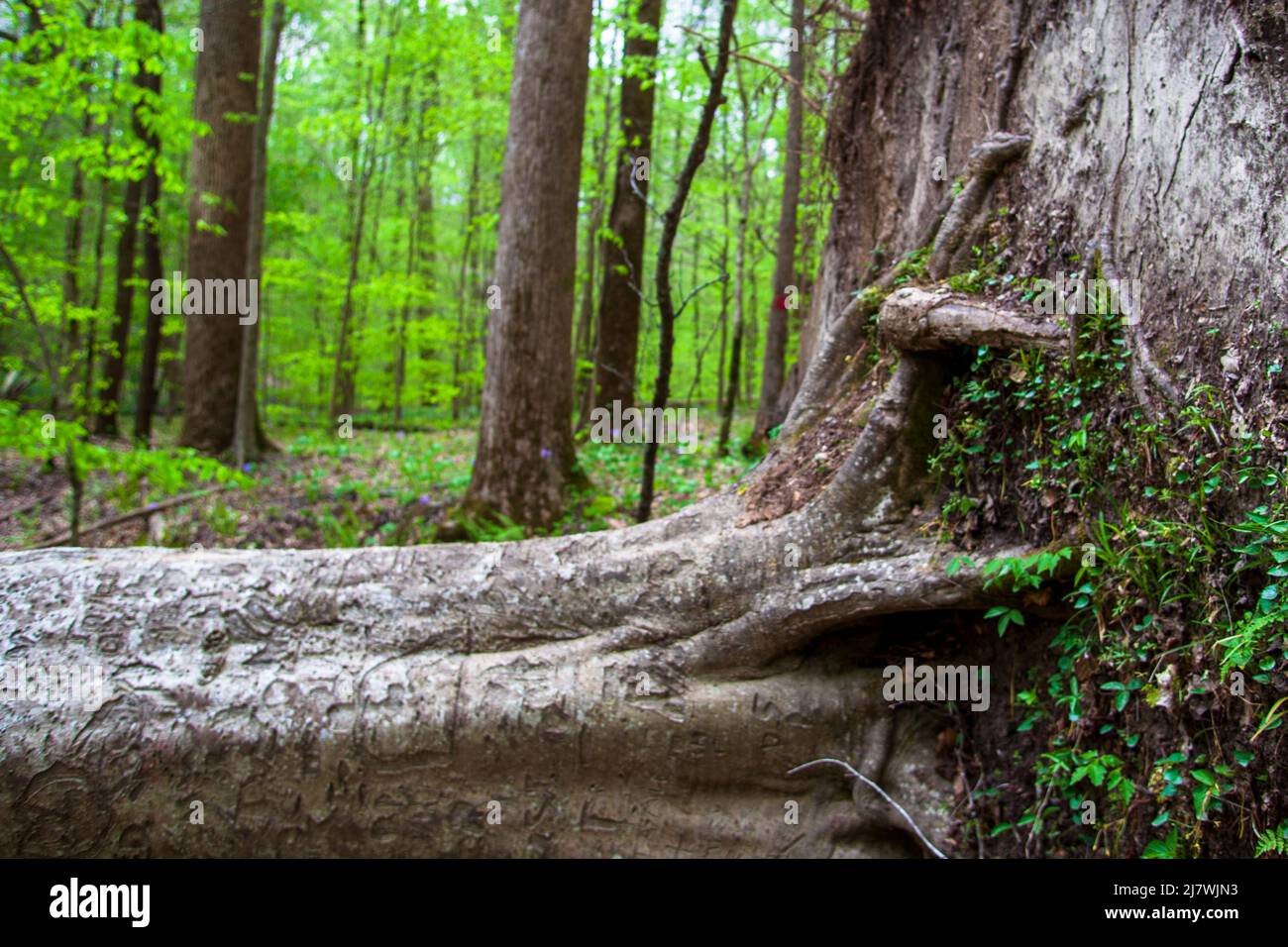 Fallen tree in the forest Stock Photo - Alamy