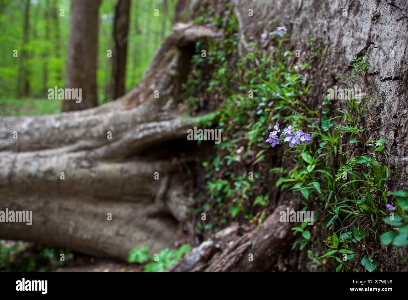 Fallen tree in the forest Stock Photo - Alamy